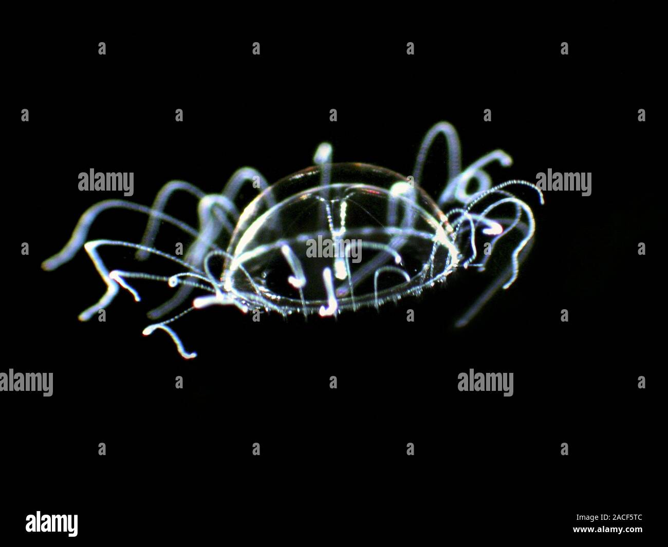 Hydromedusa. Medusa stage of the hydrozoan Amphogona apsteini ...