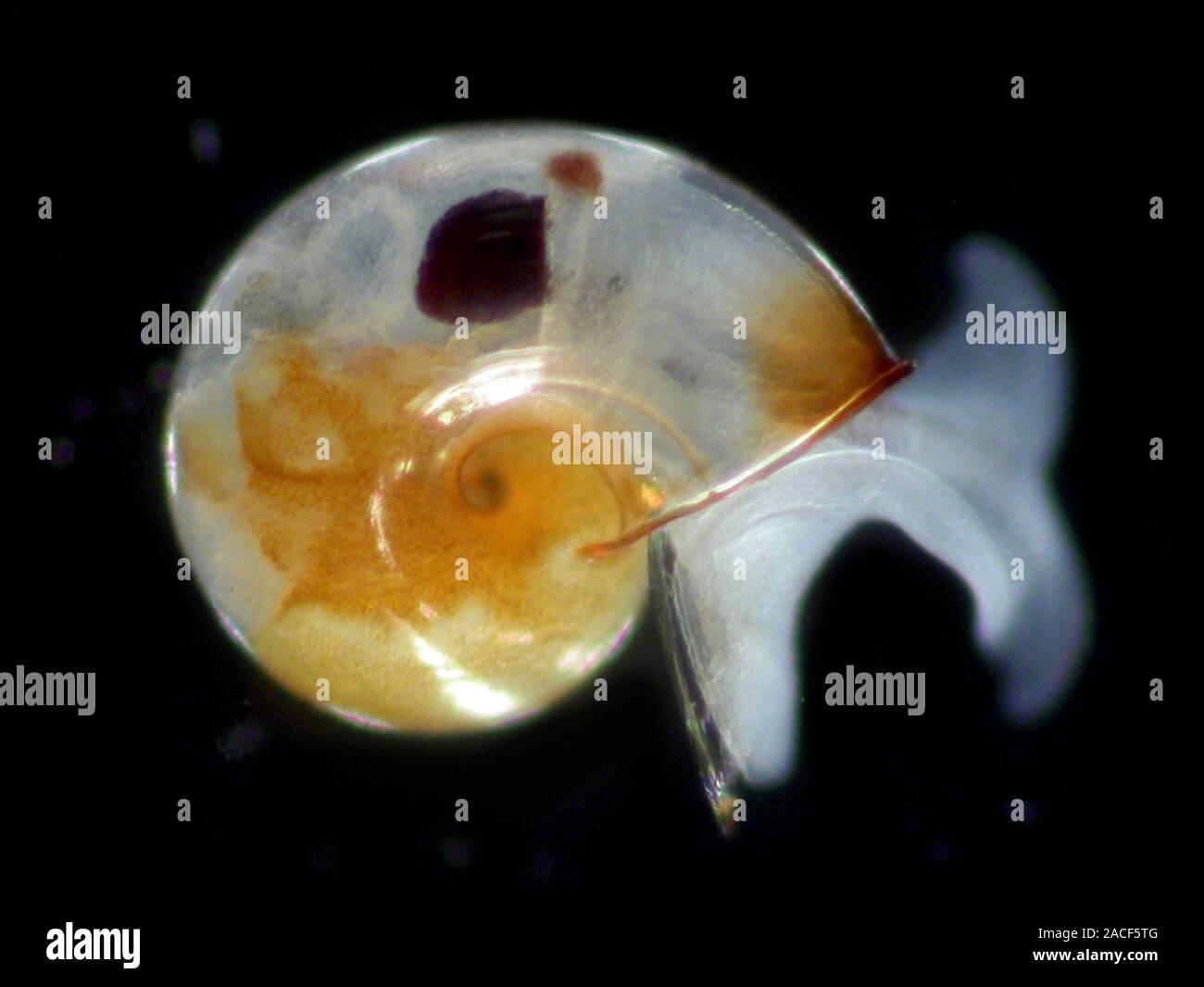 Mollusc larva. Veliger larva of a marine mollusc, showing its ...