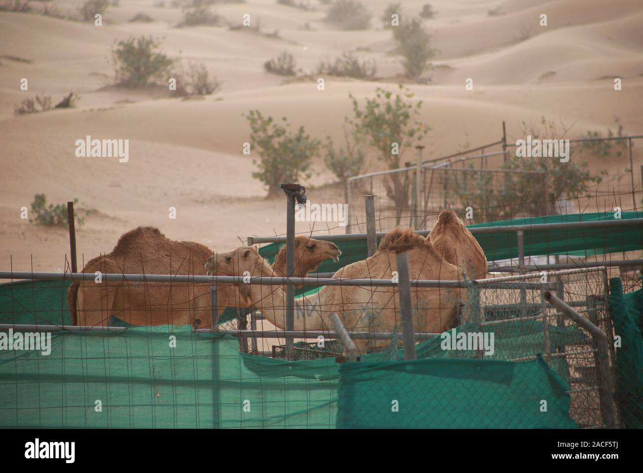 Camel farm in Dubai, UAE Stock Photo - Alamy