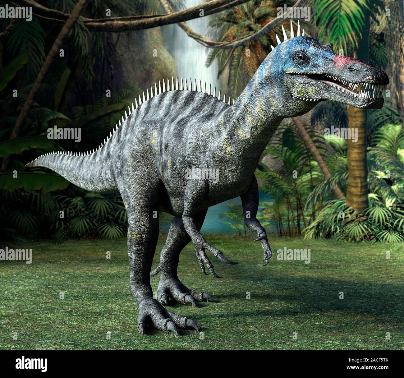 Suchomimus dinosaur in a prehistoric jungle, computer artwork. This ...