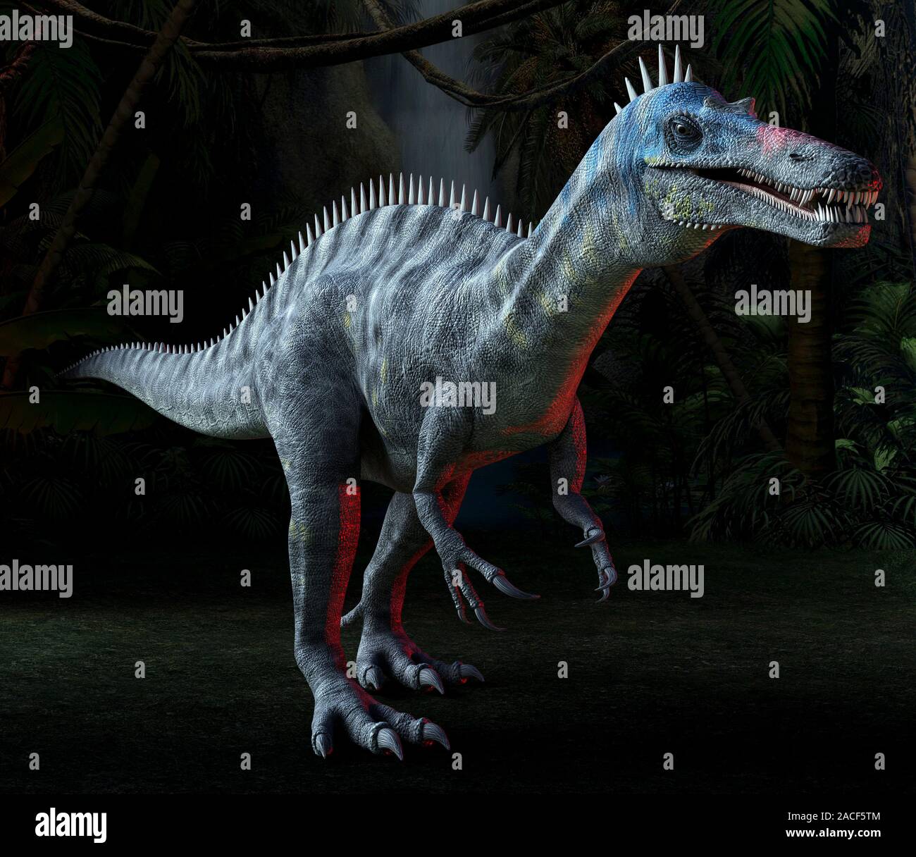 Suchomimus dinosaur under moonlight in a prehistoric jungle, computer ...