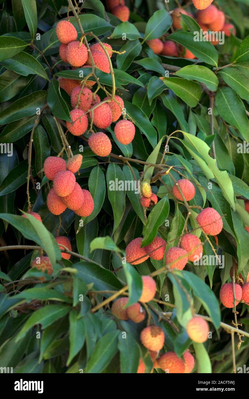 Lychee fruit (Litchi chinensis). The lychee tree is native to south ...