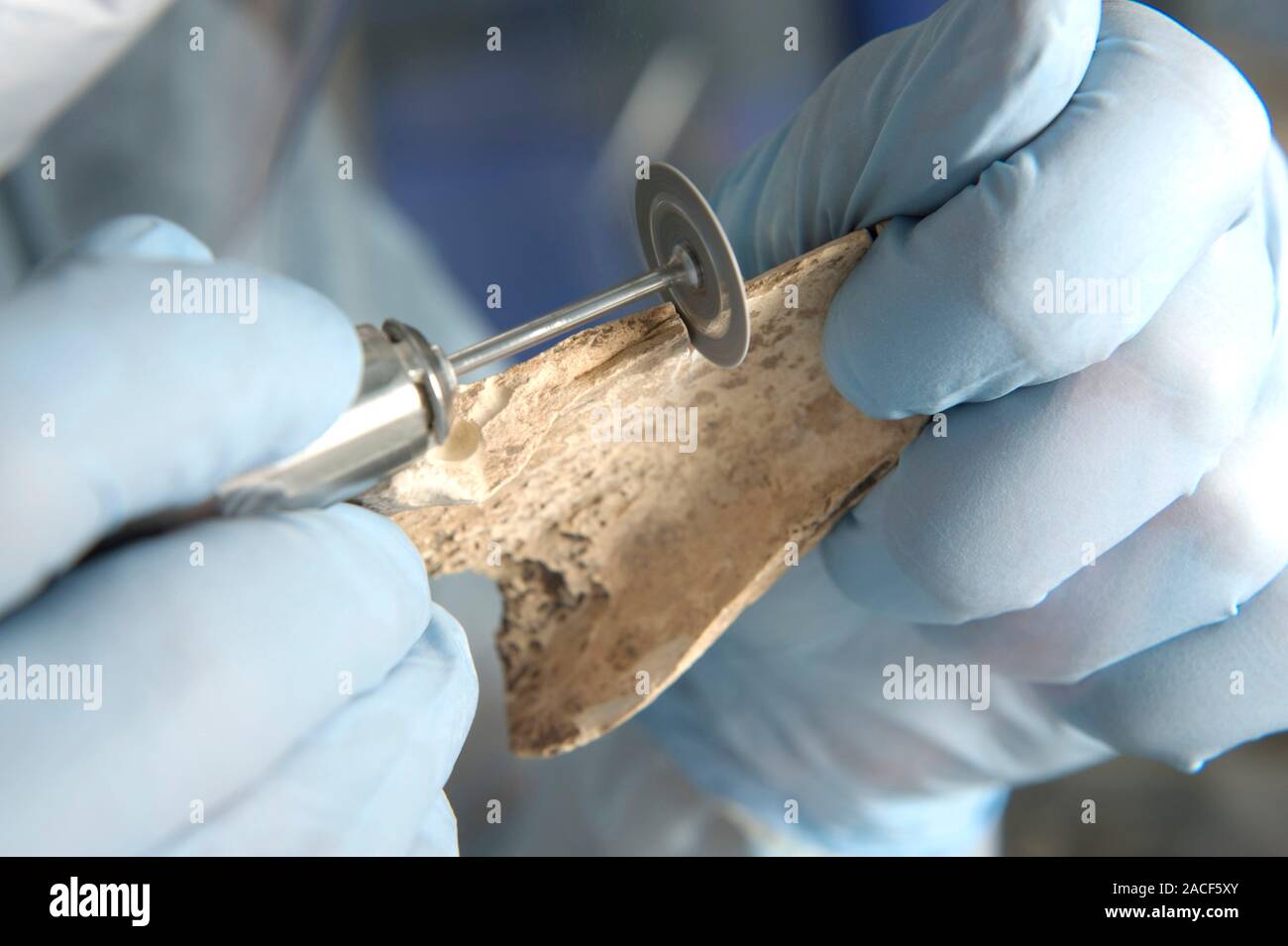 Neanderthal DNA extraction. Close up view of a technician drilling a ...