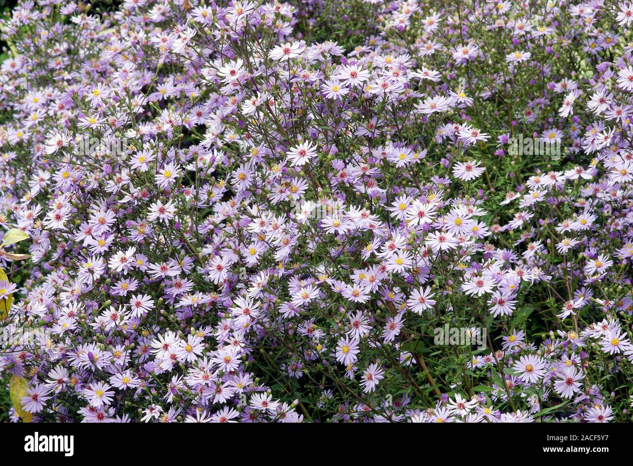 Heath Aster Aster ericoides 'Blue Star' flowers Stock Photo - Alamy