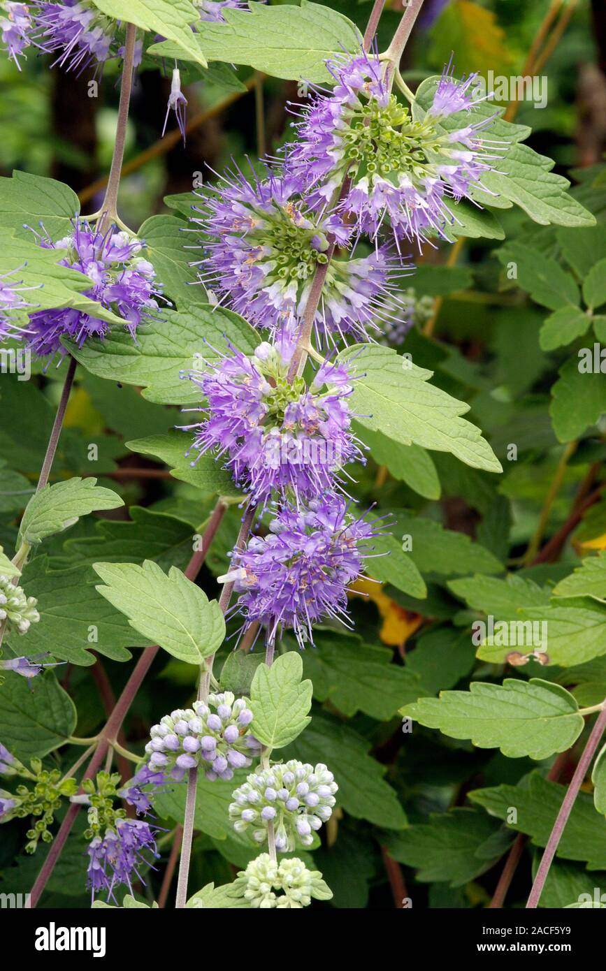 Caryopteris x clandonensis 'Kew Blue' in flower Stock Photo - Alamy