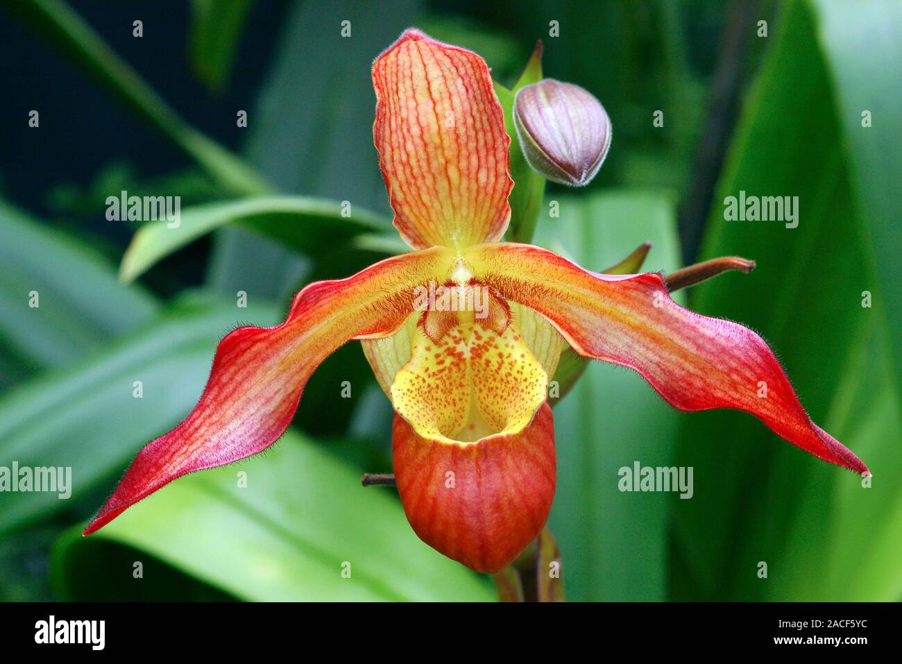 Slipper orchid flower (Phragmipedium 'Noirmont' Stock Photo - Alamy