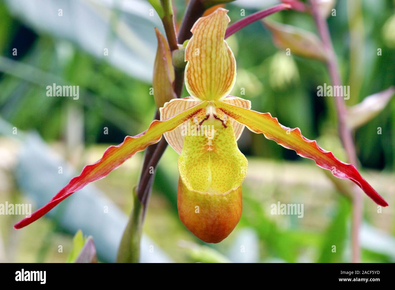 Slipper orchid flower (Phragmipedium 'Sorcerer's apprentice' Stock ...