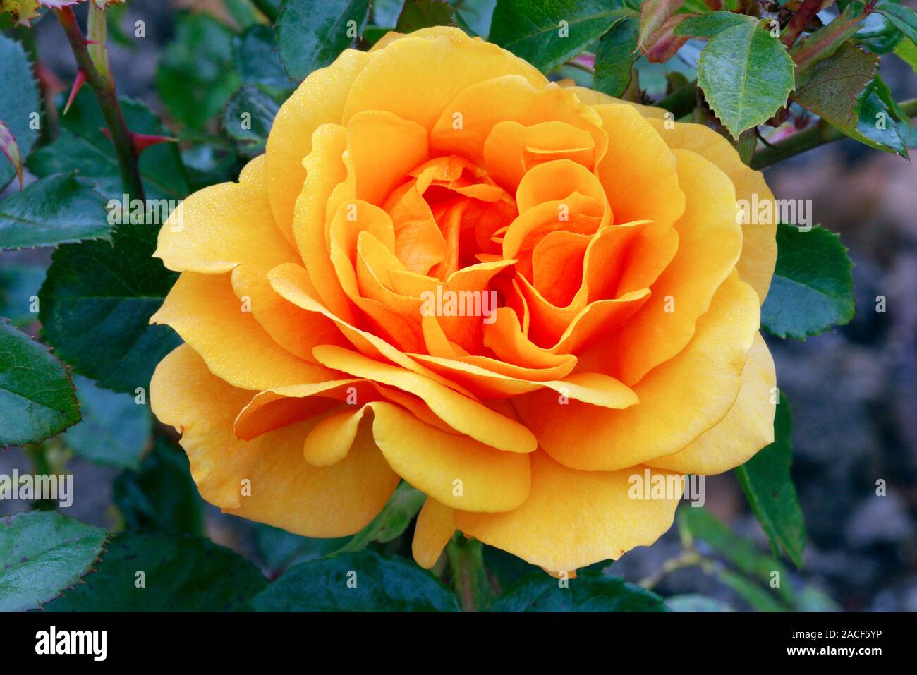 Rose flower (Rosa 'Simply The Best (Macamster)' Stock Photo - Alamy