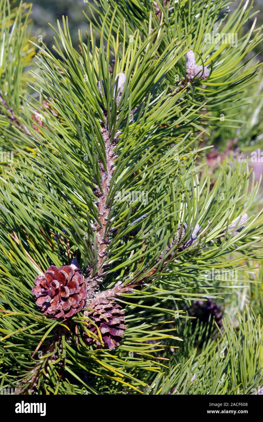 Mugo pine (Pinus mugo) branch with cones Stock Photo - Alamy