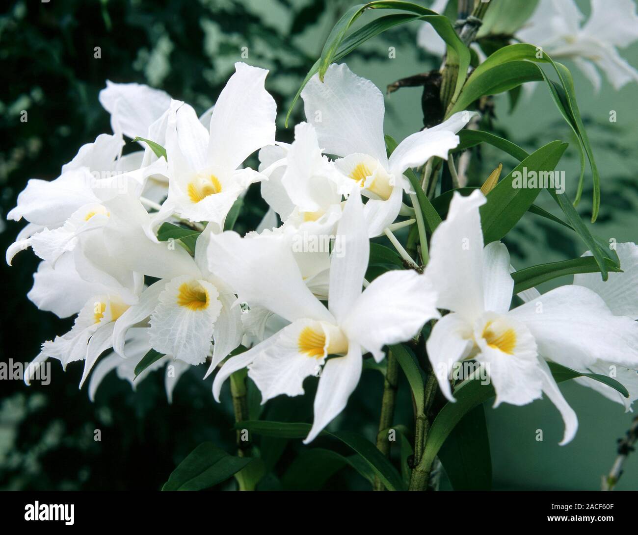 Orchid flowers (Dendrobium 'Infundiburum' Stock Photo - Alamy