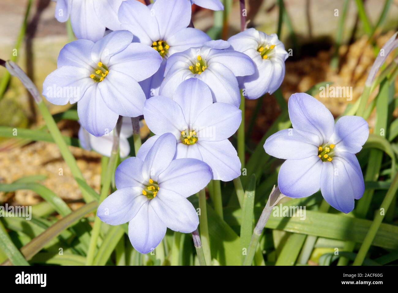 Springstar flowers (Ipheion 'Rolf Fieldler' Stock Photo - Alamy
