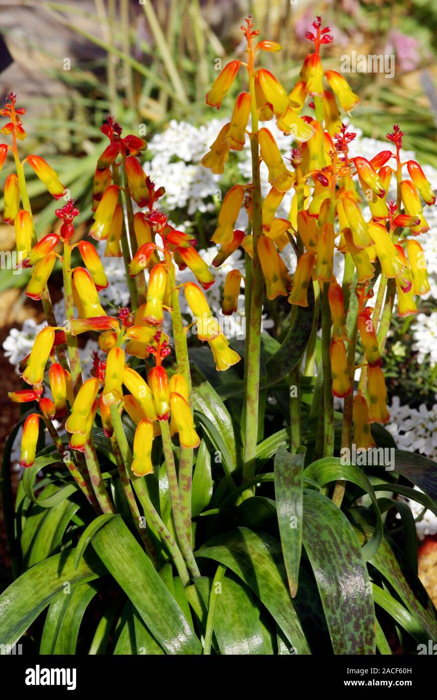 Cape cowslip in flower (Lachenalia aloides 'Pearsonii' Stock Photo - Alamy