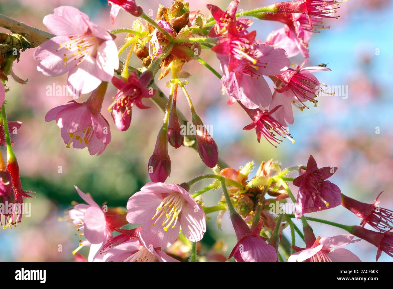 Cherry blossom (Prunus 'Kursar' Stock Photo - Alamy