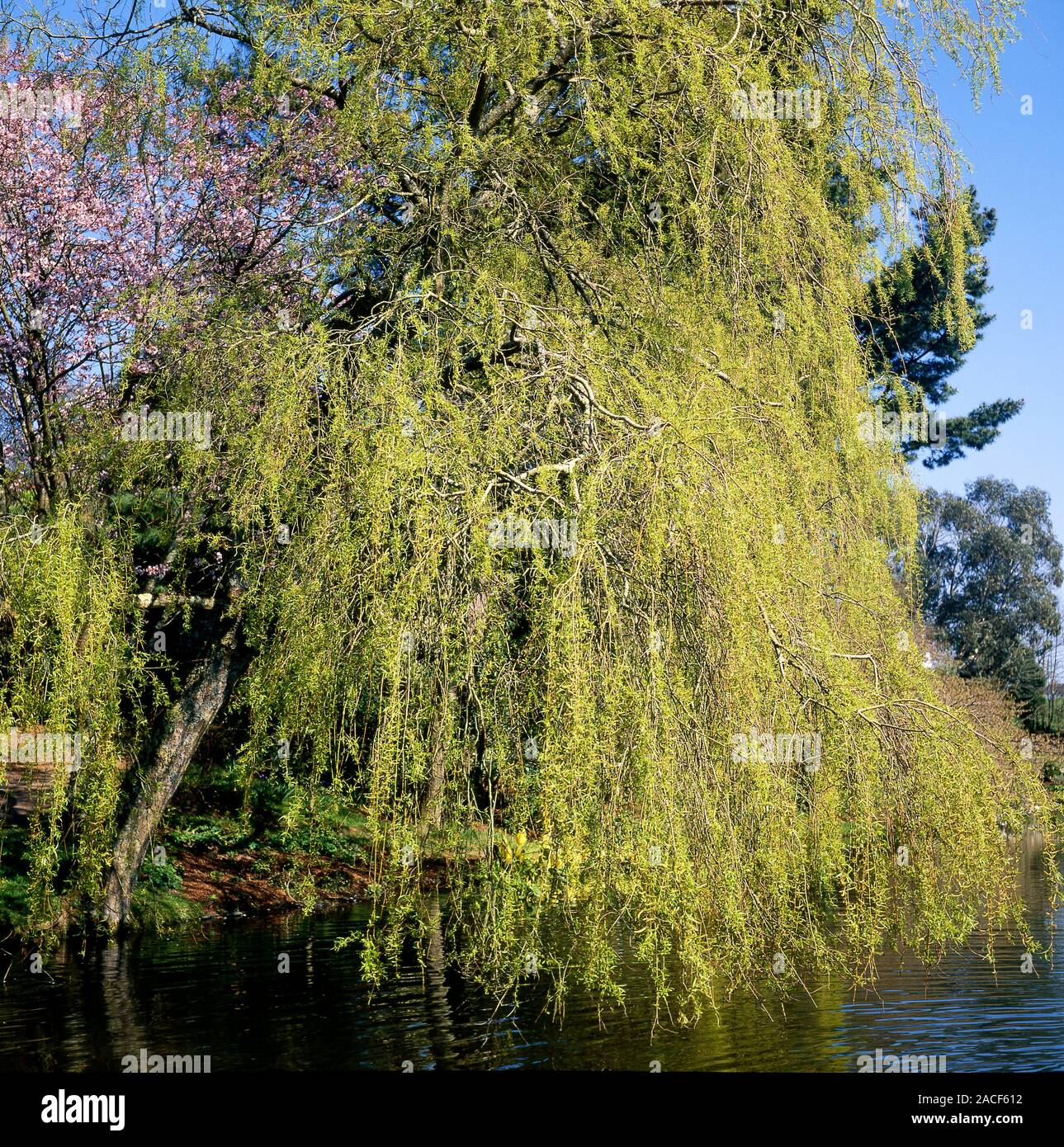 Weeping willow tree (Salix 'Chrysocoma' syn alba Stock Photo - Alamy