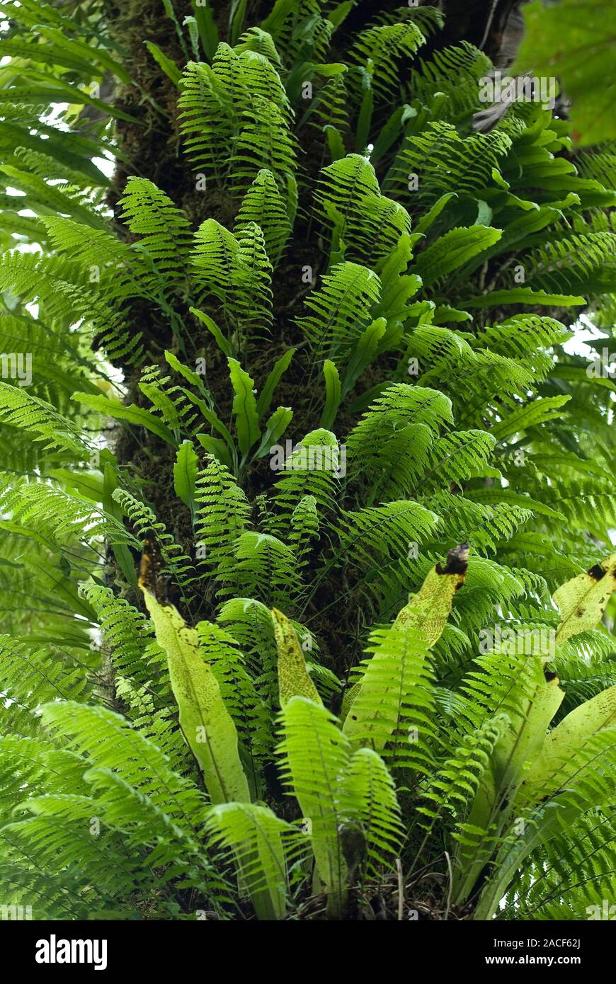 Epiphytic bracken (Pteridium sp.) on the trunk of a rainforest tree ...