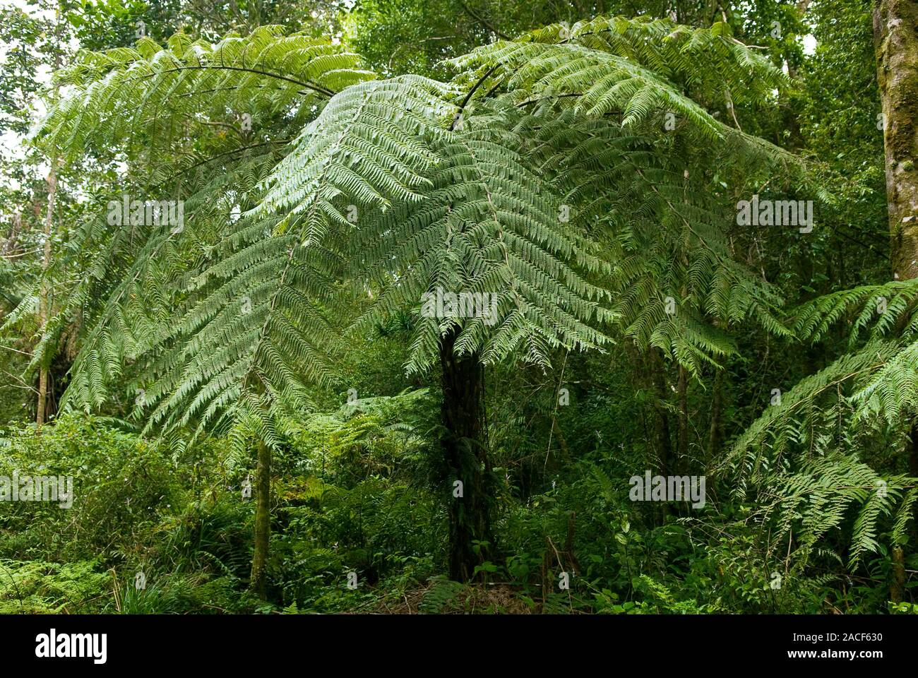 Tree fern (family Cyatheaceae). Photographed in the Mount Amber ...