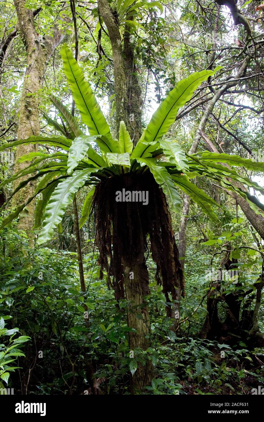 Bird's nest fern (Asplenium nidus). The bird's nest fern can be either ...