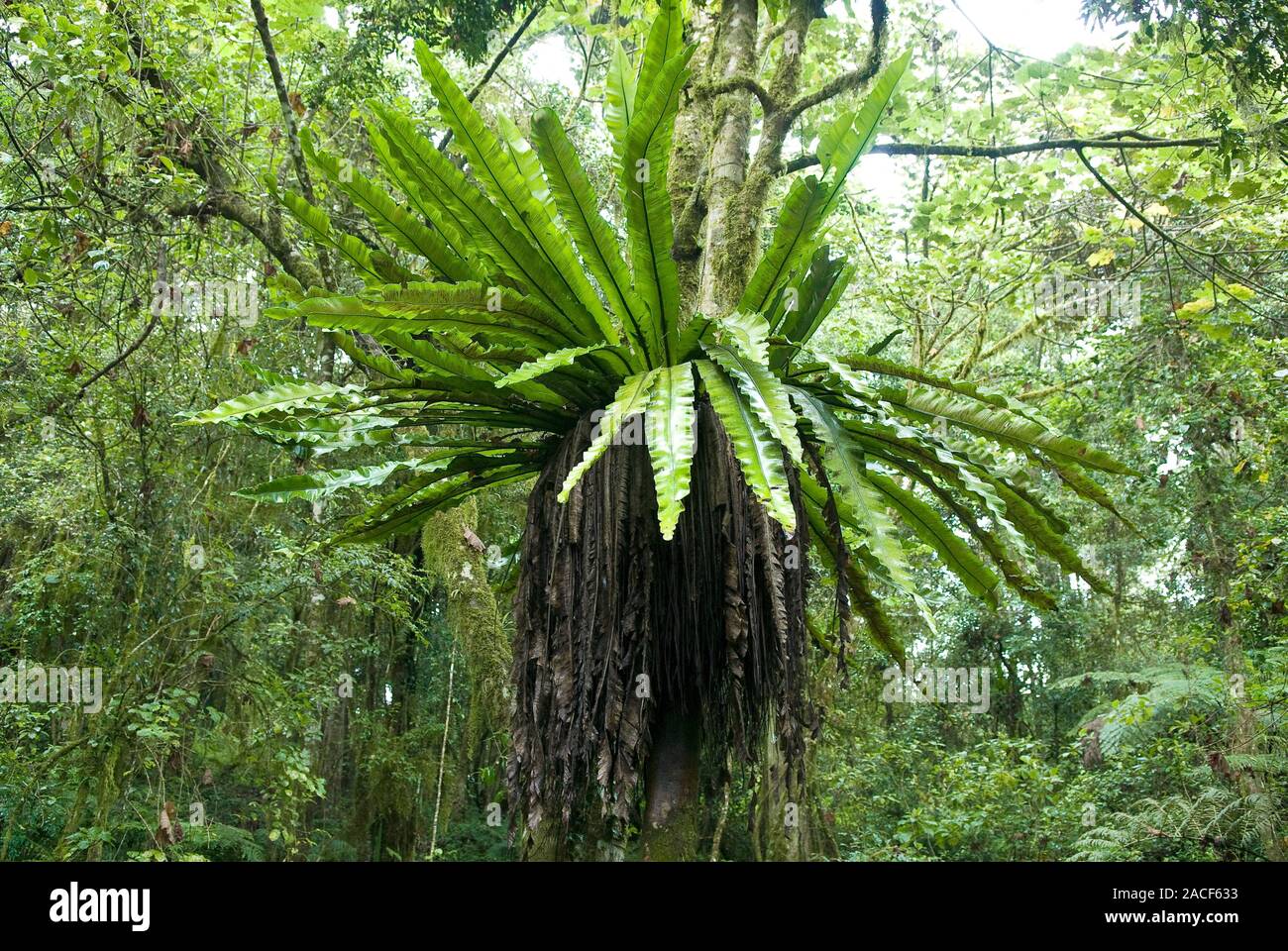 Bird's nest fern (Asplenium nidus). The bird's nest fern can be either ...