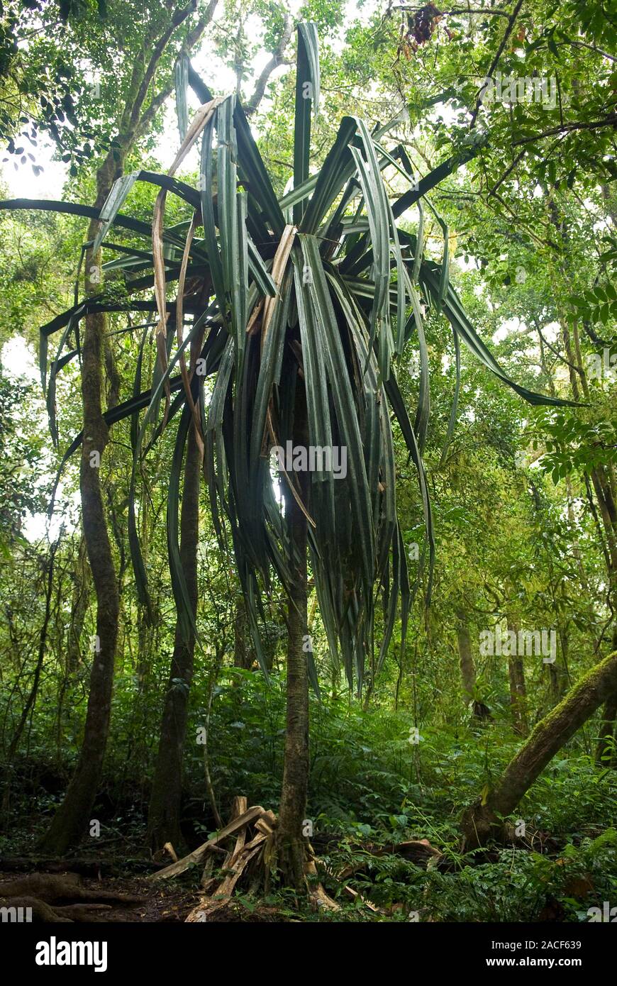 Common screwpine (Pandanus utilis). This tropical tree is native to ...