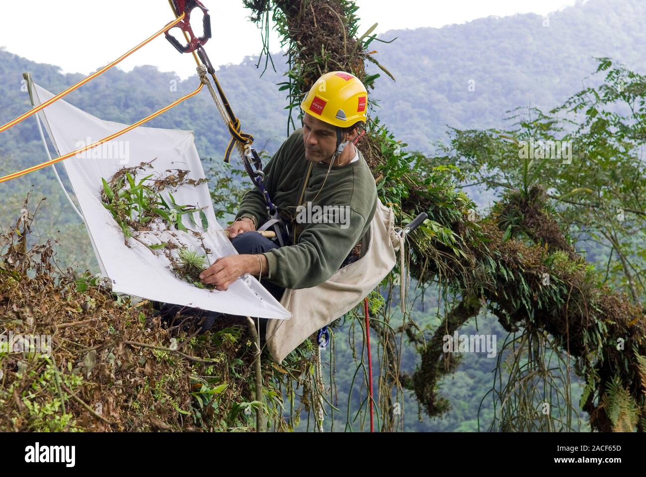 Collecting insects. Entomologist catching insects that have fallen from ...