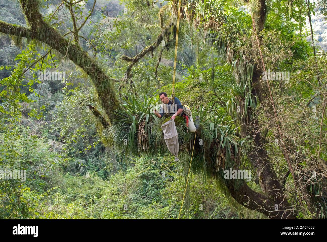 Collecting insects. Entomologist taking samples of tropical rainforest ...