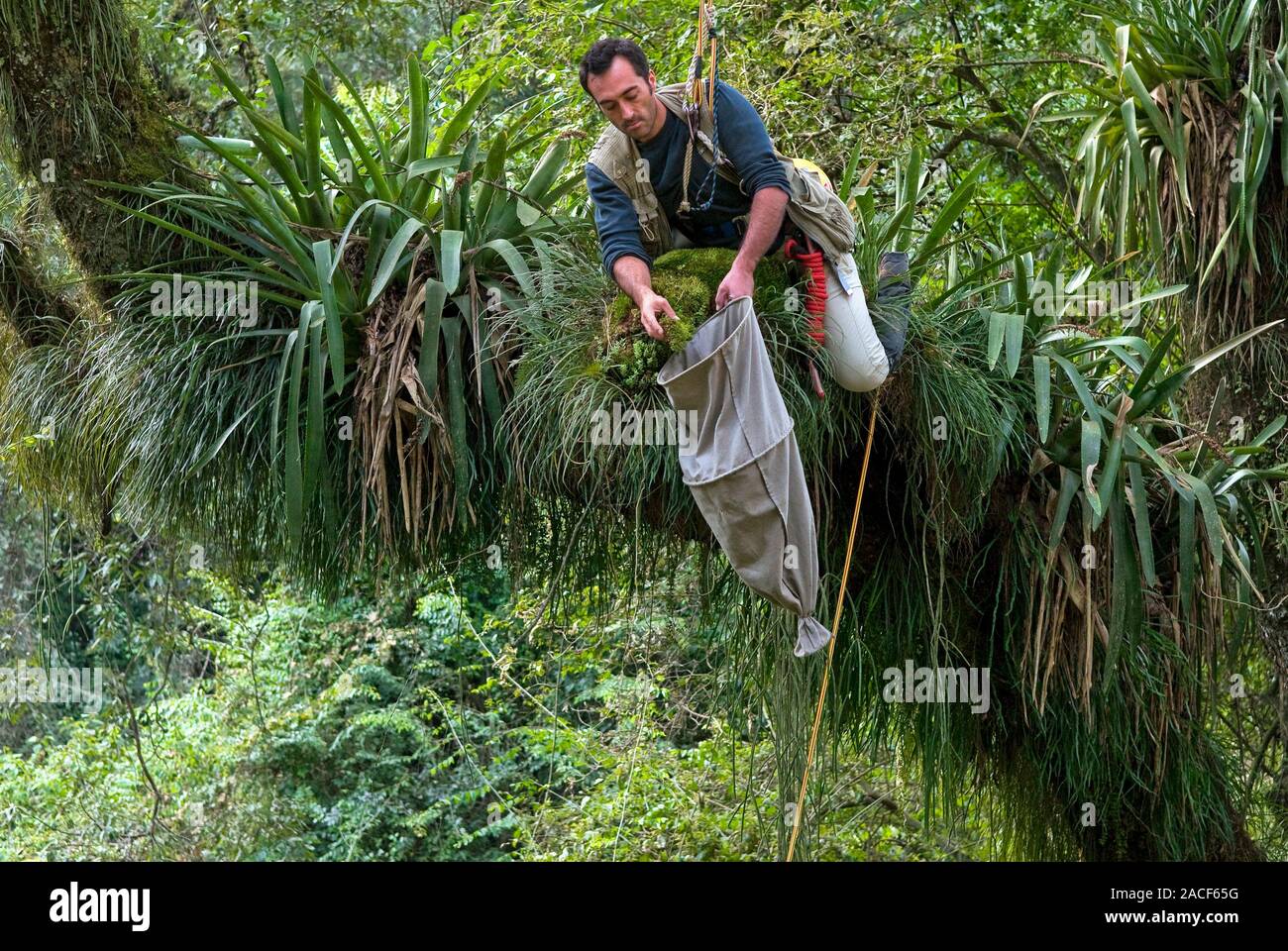 Collecting insects. Entomologist taking samples of tropical rainforest ...