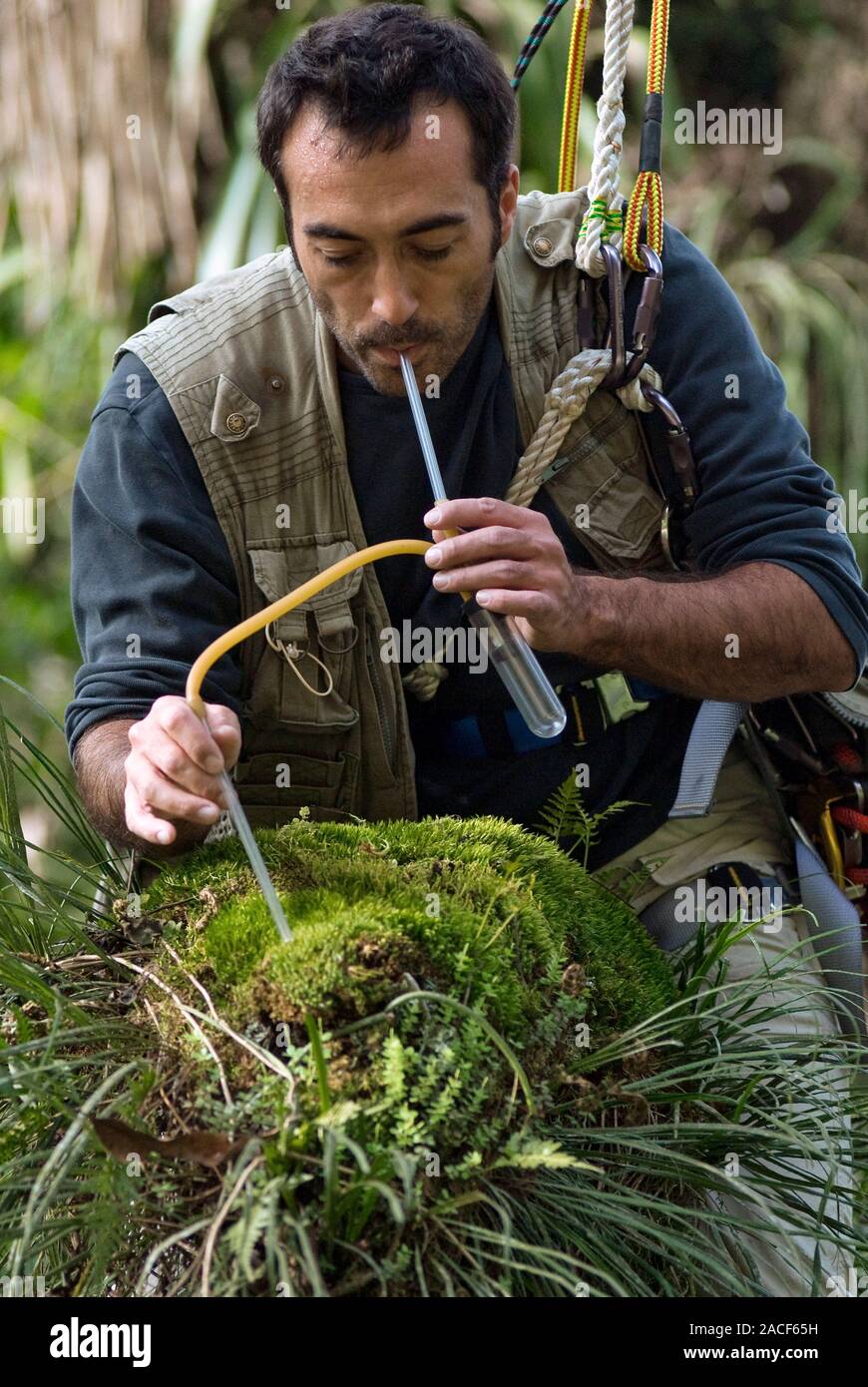 Collecting insects. Entomologist extracting springtails (subclass ...