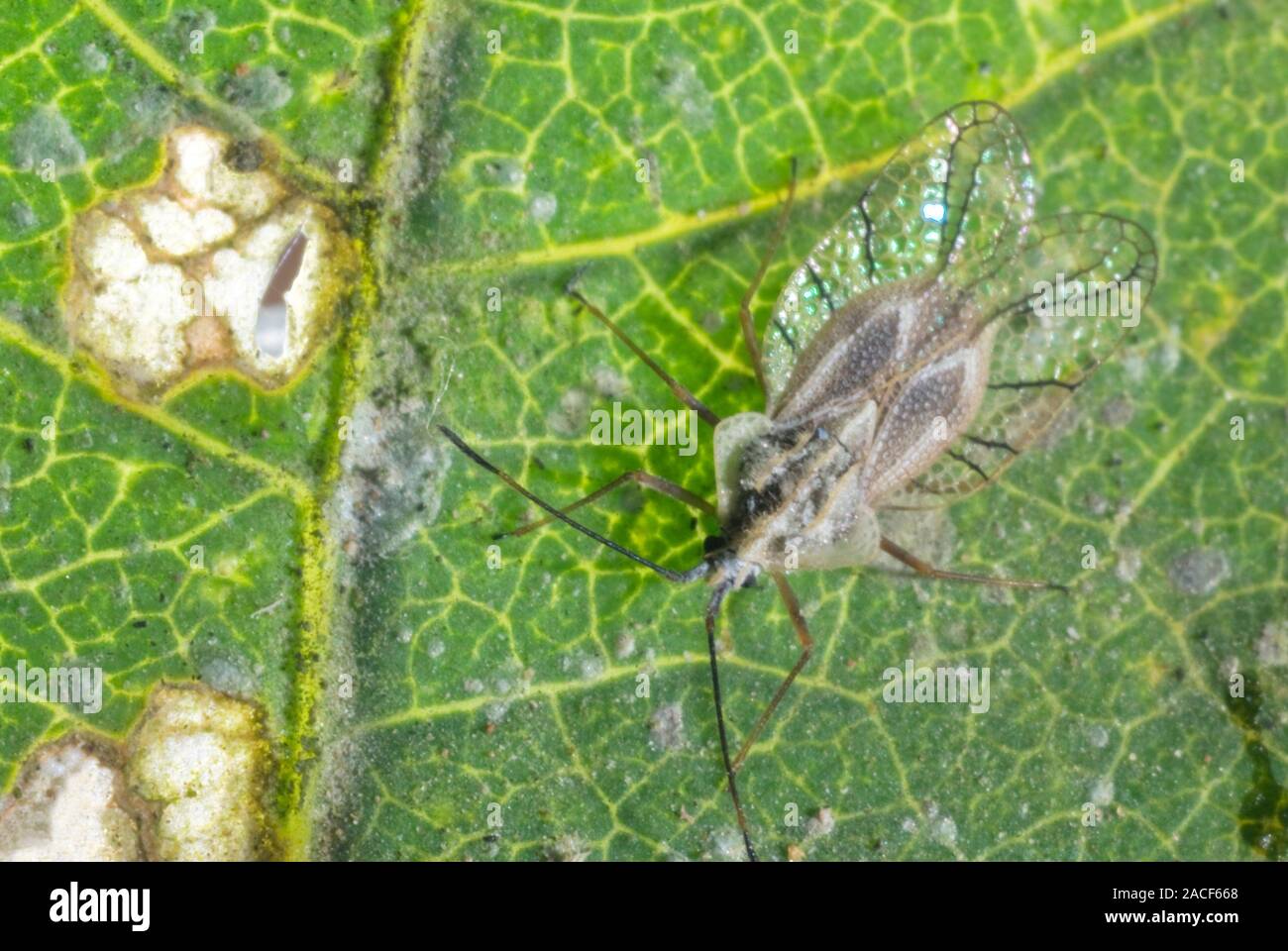 Lace bug (Gargaphia sp.) on a plant leaf. This insect feeds on plant ...
