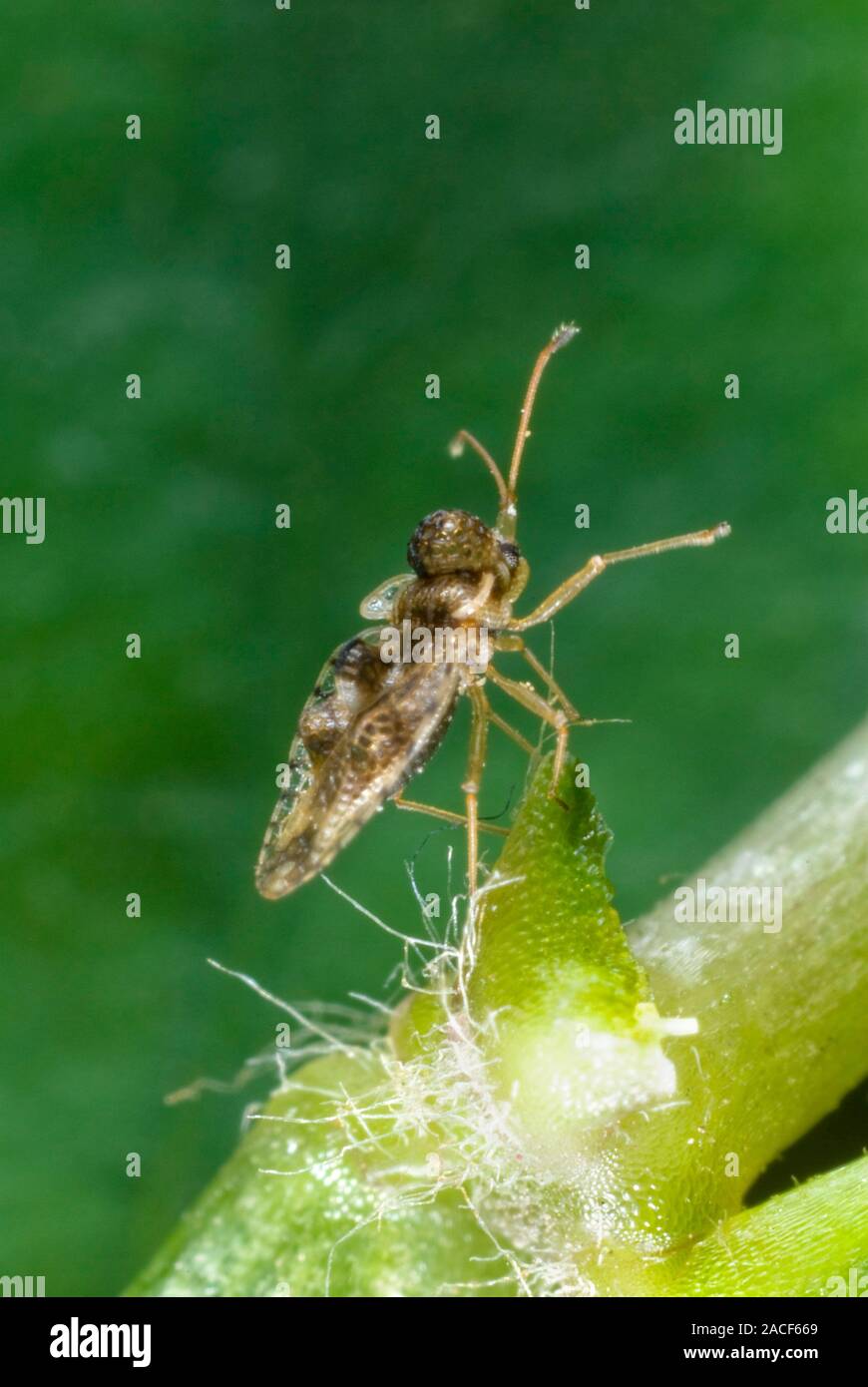 Lace bug (family Tingidae). These insects feed on plant sap by piercing ...