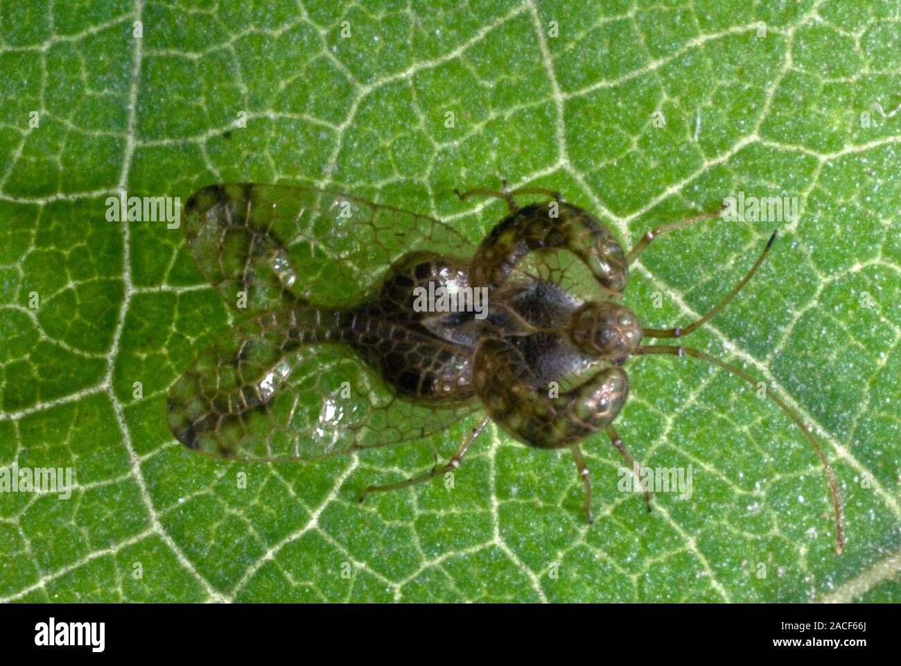 Lace bug (family Tingidae) on a plant leaf. These insects feed on plant ...