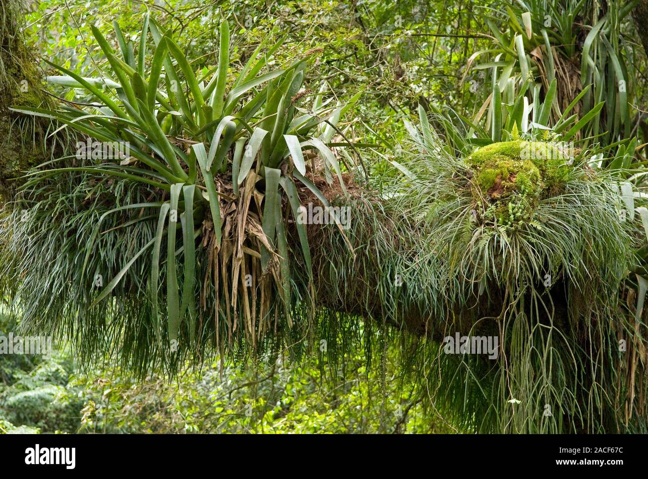 Epiphytic bromeliads (family Bromeliaceae) covering the branches of a ...