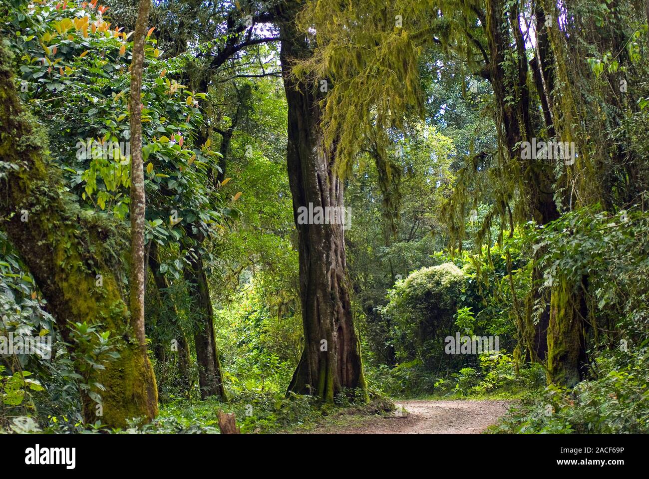 Tropical rainforest. Trees of the Yungas jungle, which is located along ...