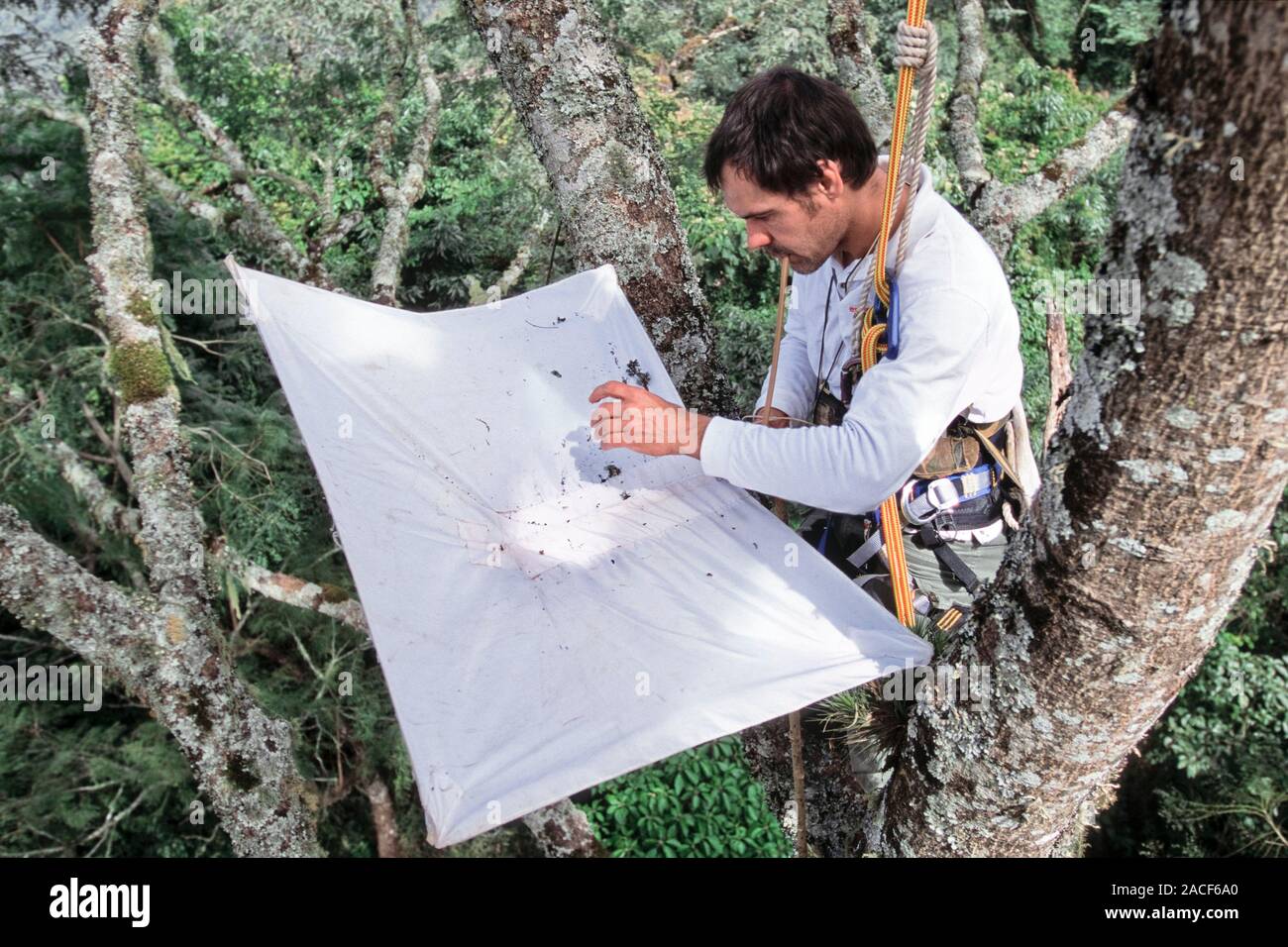 Collecting insects. Entomologist extracting insects from tropical ...