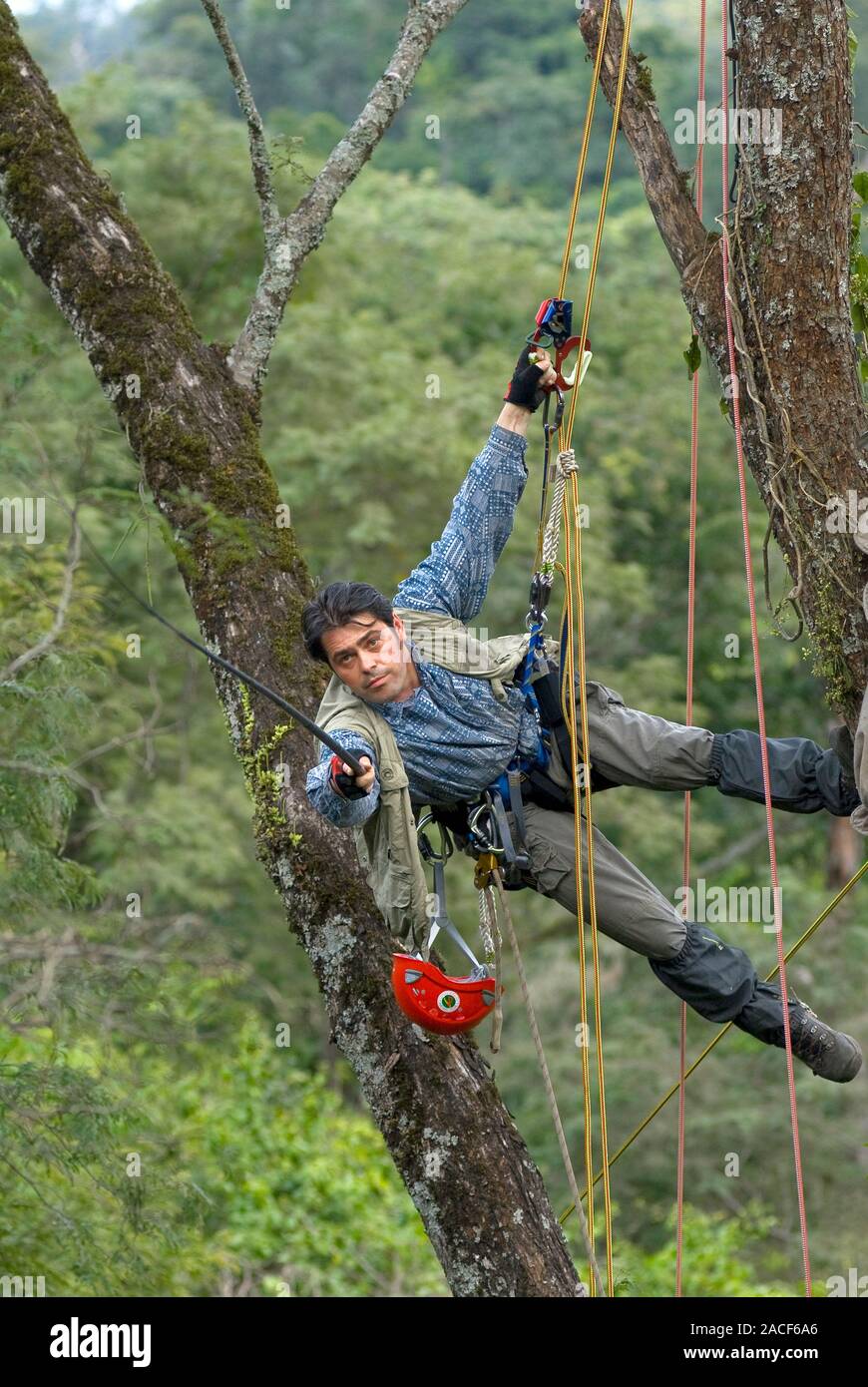 Tree climbing. Climber using abseiling harnesses and ropes to ascend ...
