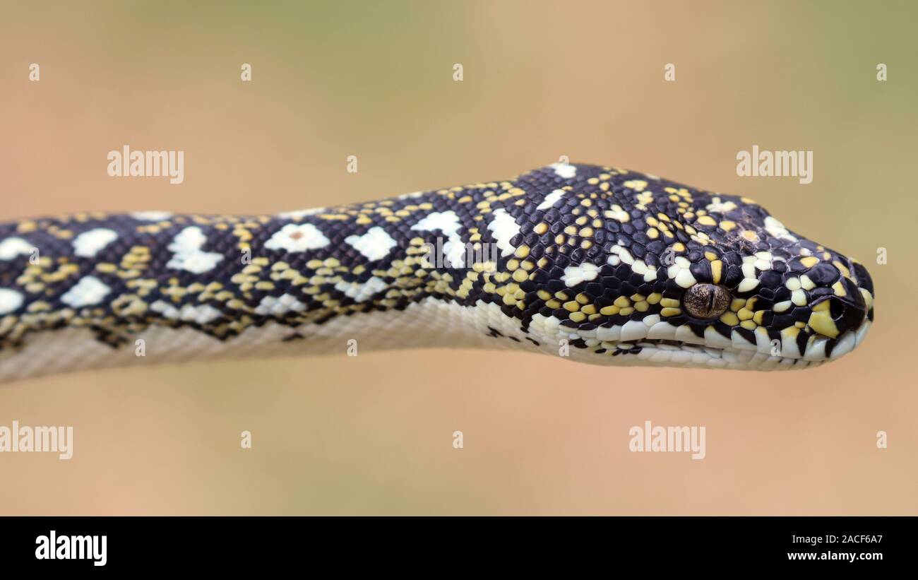 Harmless australian snake hi-res stock photography and images - Alamy