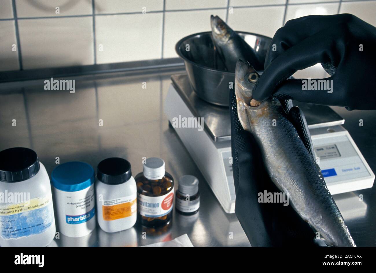 Seal rehabilitation centre worker adding drugs to fish by inserting ...