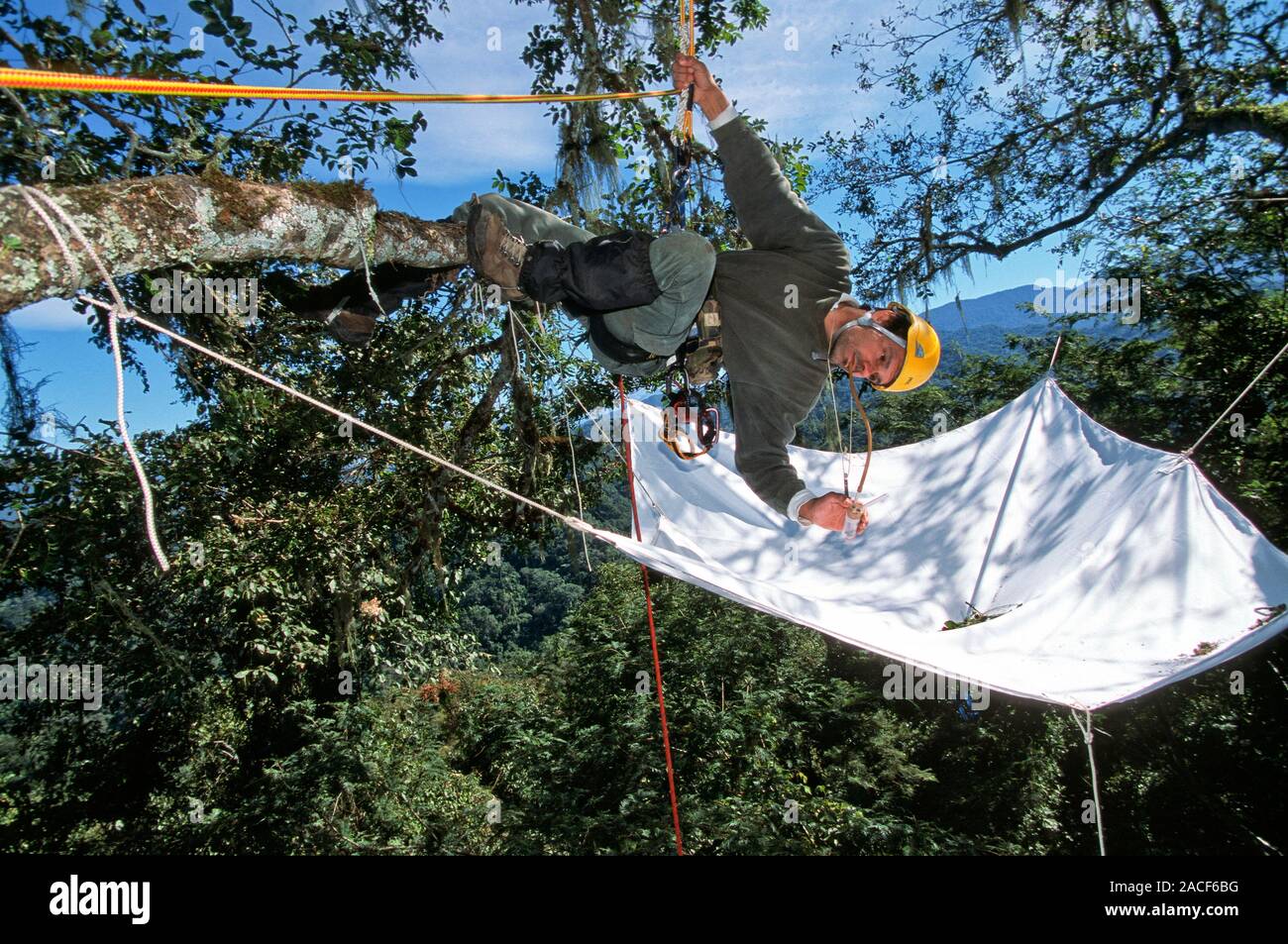 Collecting insects. Entomologist checking a sheet containing fallen ...