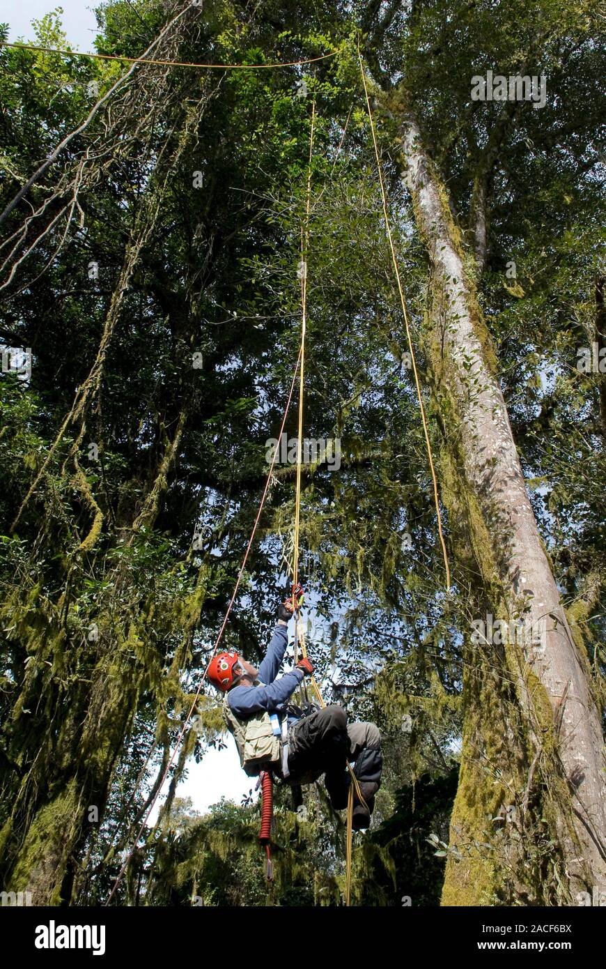 Tree climbing. Climber using abseiling harnesses and ropes to ascend ...