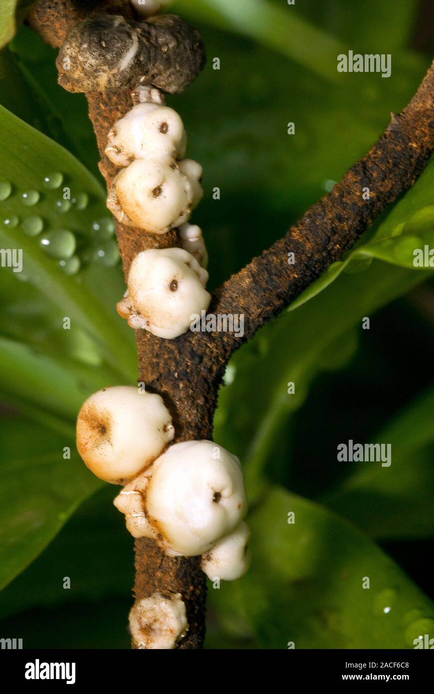 Scale insects (superfamily Coccoidea) on a tree branch. Scale insects ...