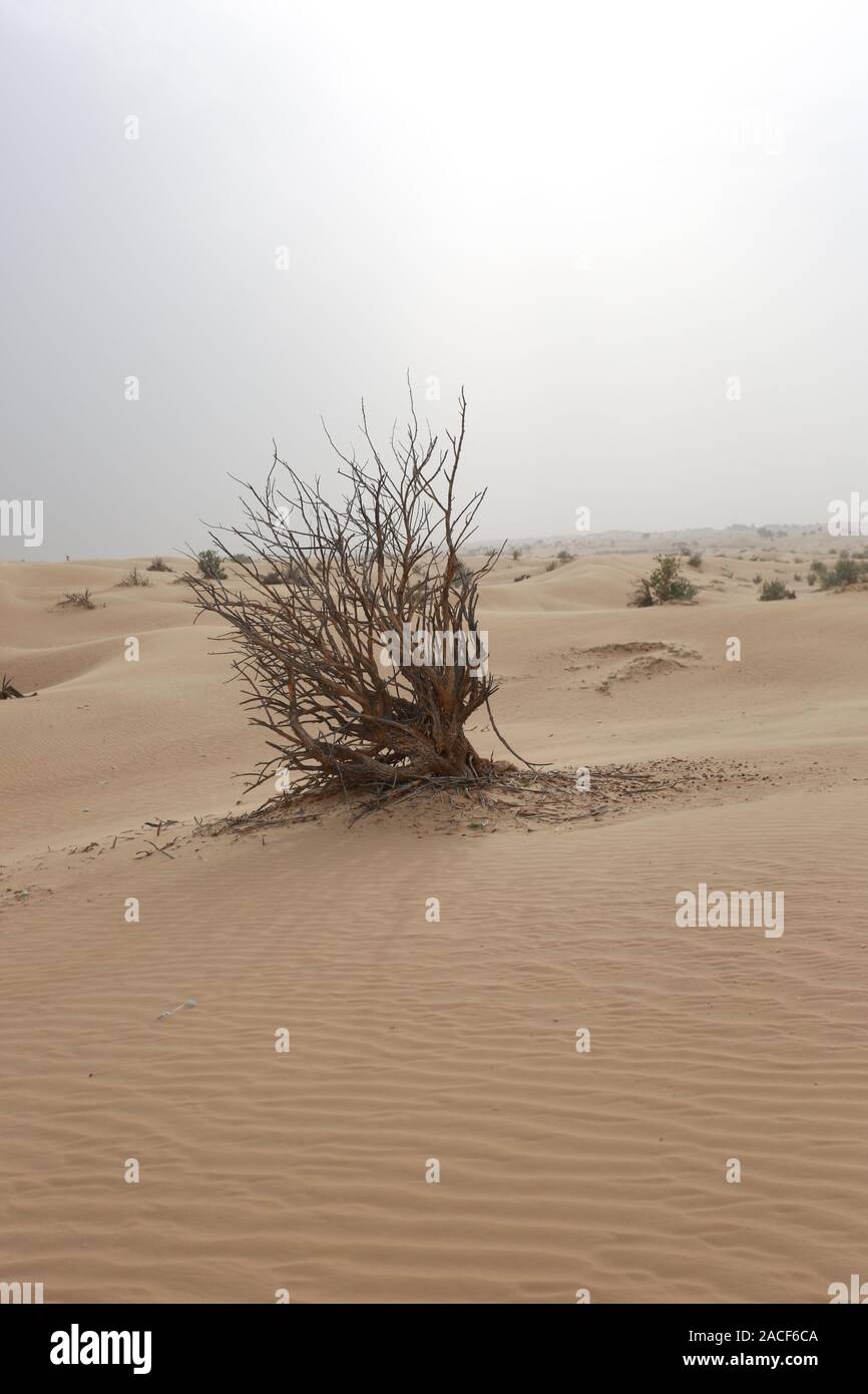 Arabic Desert Landscapes in Dubai, UAE Stock Photo - Alamy