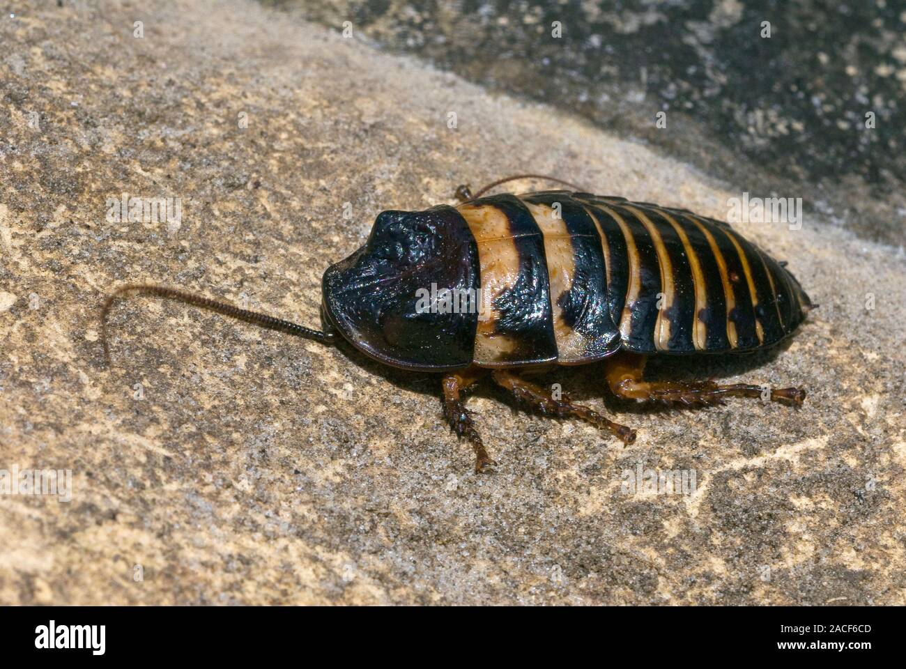 Cockroach (order Blattaria). There are about 4,000 species of cockroach ...