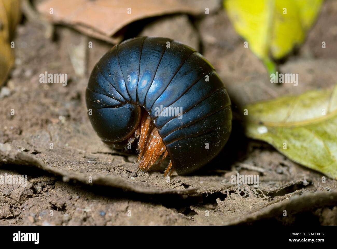 Myriapod curled up in a ball to protect itself from predators. Members ...