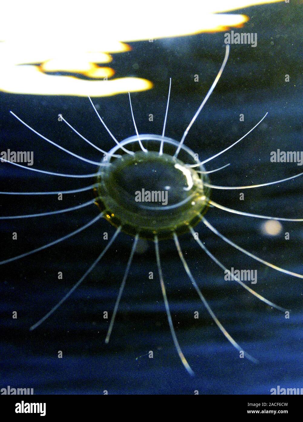 Narcomedusa. Medusa stage (hydromedusa) of a hydrozoan (Solmaris sp ...