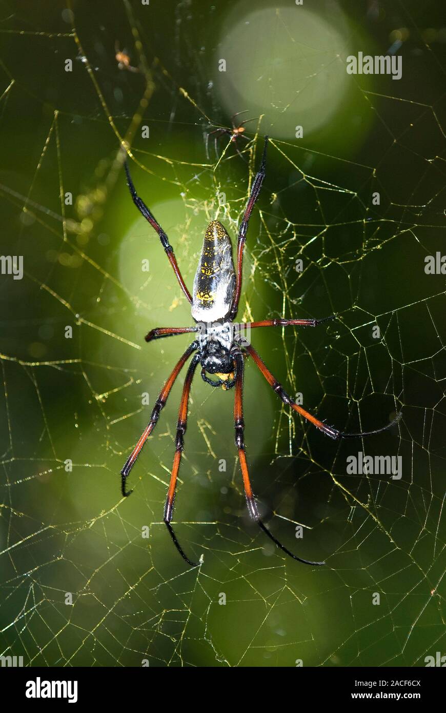 Spider (order Araneae Stock Photo - Alamy