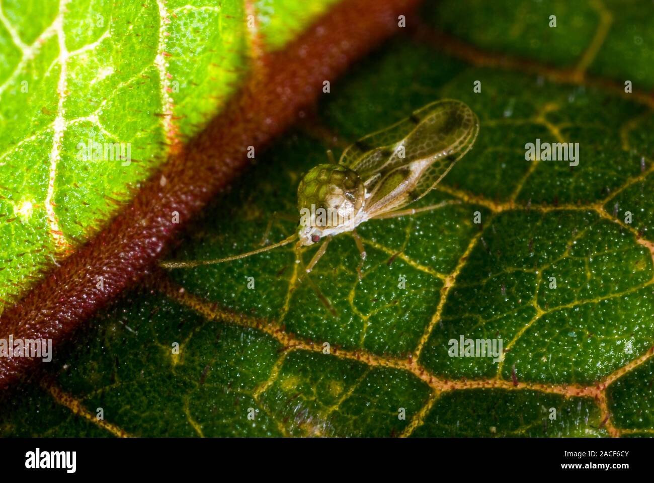 Lace bug (Hovatlas sp.) on a plant leaf. This insect feeds on plant sap ...