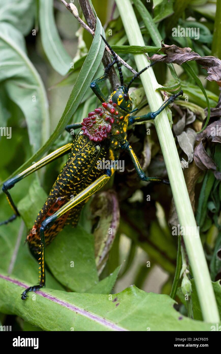 Malagasi locust (Phymateus saxosus). This grasshopper has warning ...