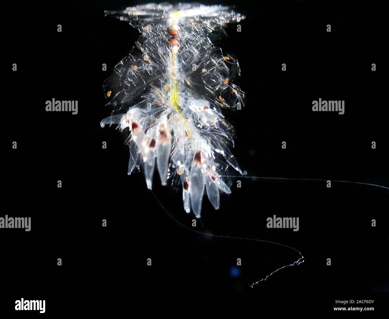 Siphonophore colony. Floating colony of siphonophores, a type of ...