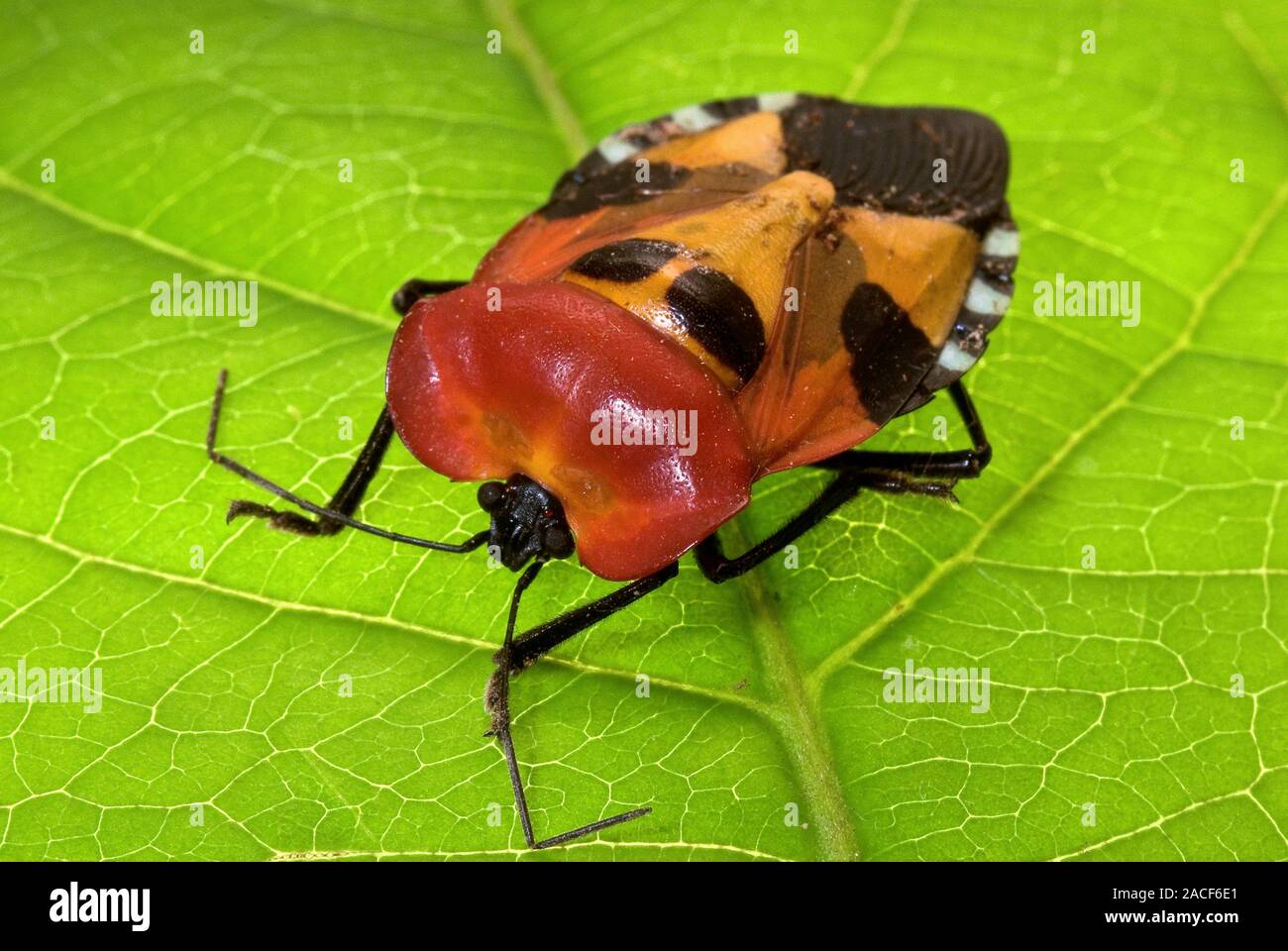 Stink bug (Coquerelia ventralis) on a leaf. Stink bugs derive their ...