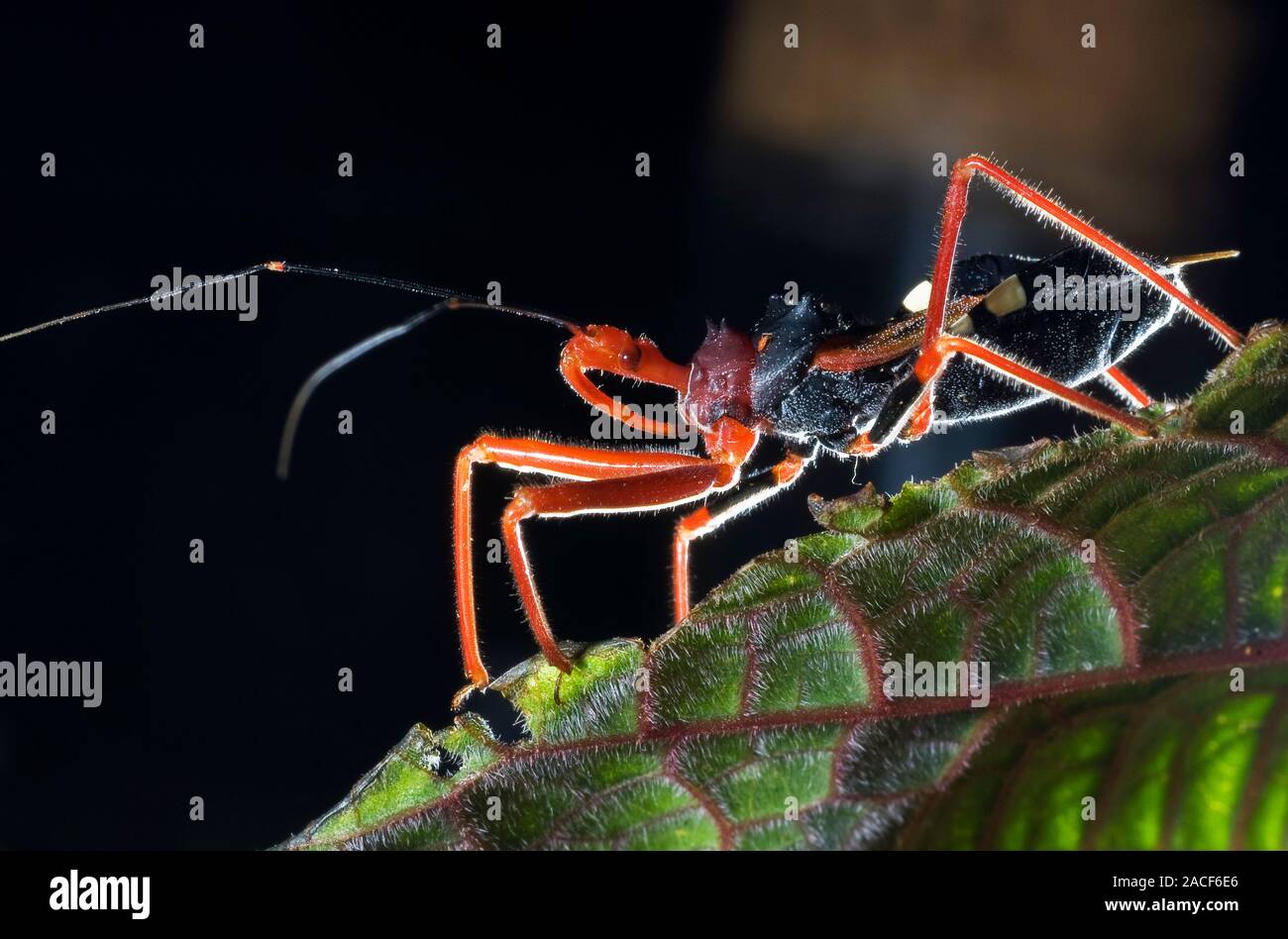 Assassin bug (Rhynocoris iracundus) on a leaf. This family of insects ...