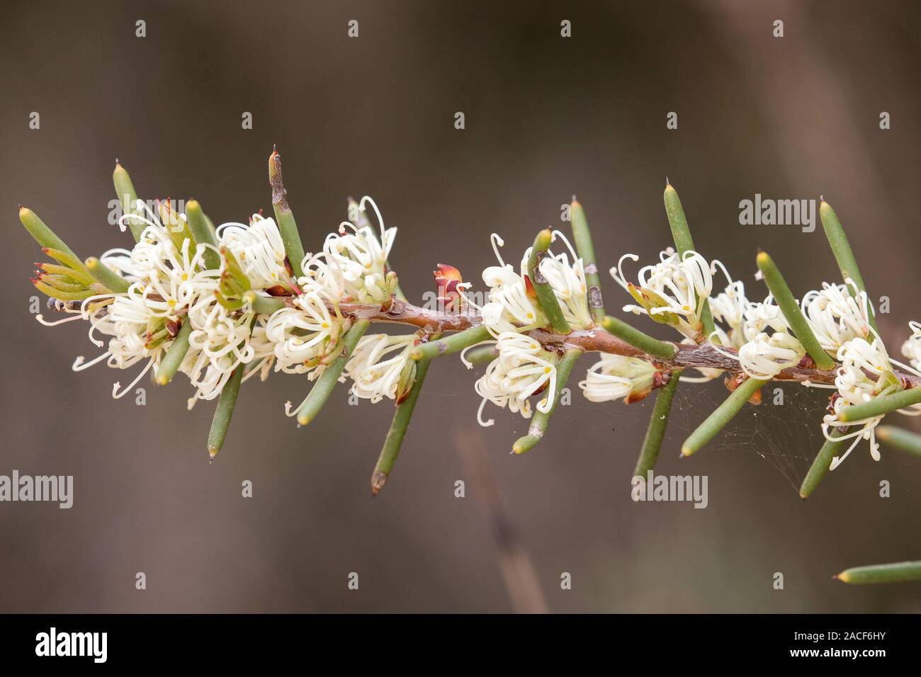 Hakea teretifolia hi-res stock photography and images - Alamy